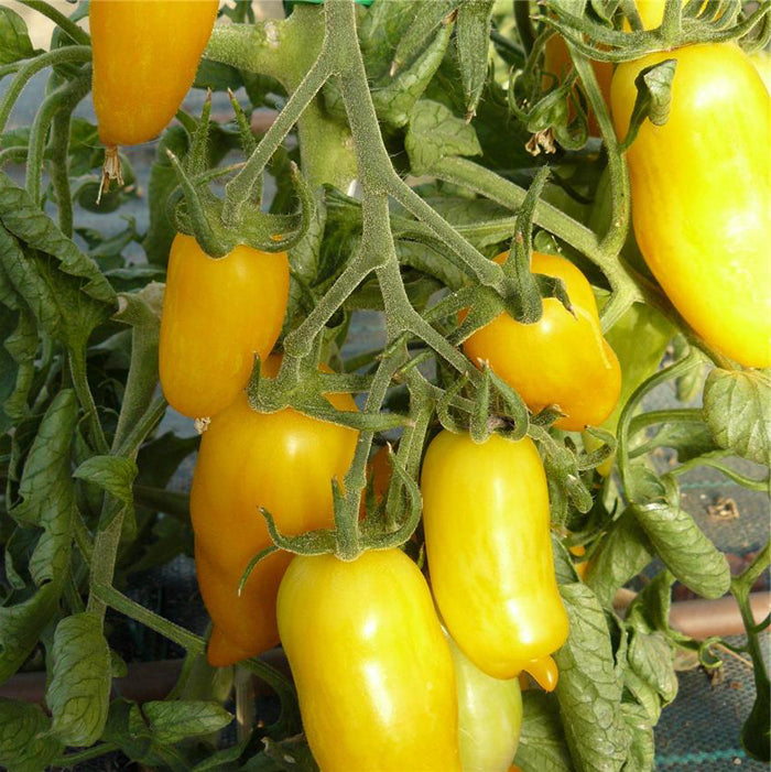 Banana Legs, 10 frø – plantekasse.dk
