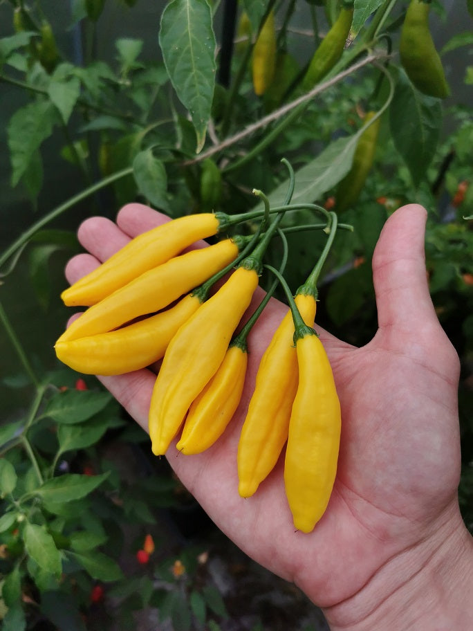 Blended Lemon, 10 frø – plantekasse.dk