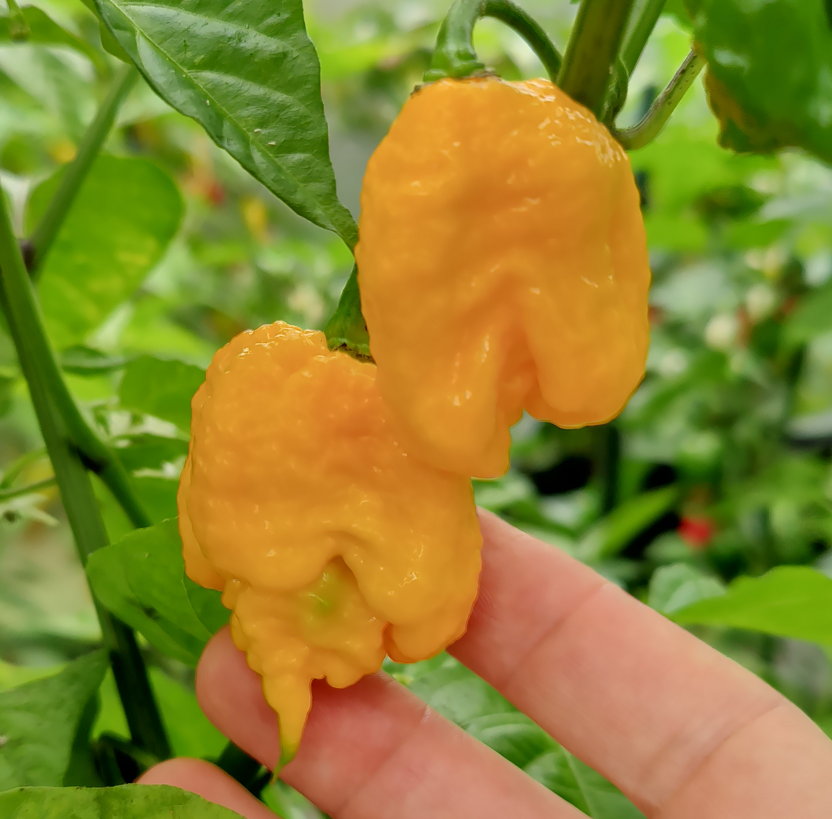 Carolina Reaper Yellow Leaves at Elizabeth Ashworth blog