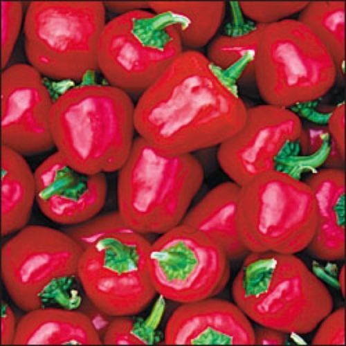 Mini Bell Red, 10 frø – plantekasse.dk